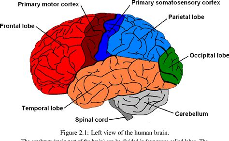 figure 1 1 from error related eeg potentials in brain computer