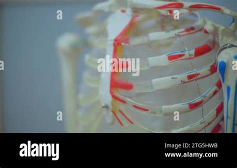 Anatomical Medical Three Dimensional Model Of The Human Skeleton For Visual Anatomy Teaching