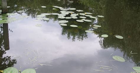 Biotic Ligand Models