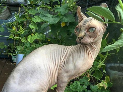 10 Hairless Cats And How Theyre Different