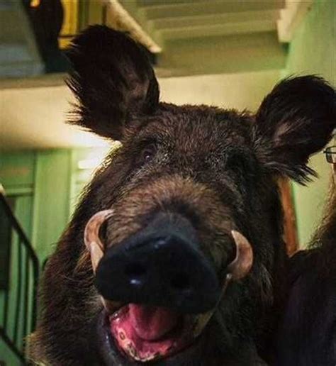 Чучело Голова Кабана купить Хобби Festima Ru частные объявления