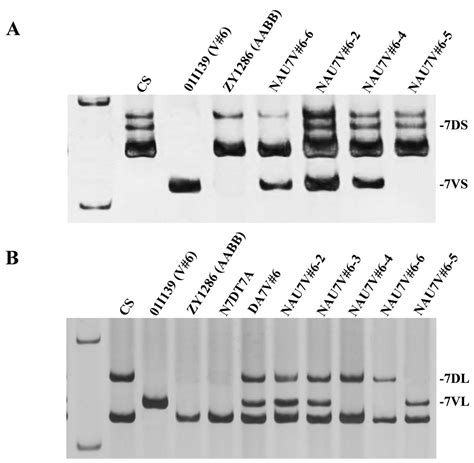 Transferring An Adult Plant Stripe Rust Resistance Gene Yr VS From Chromosome V Of Dasypyrum