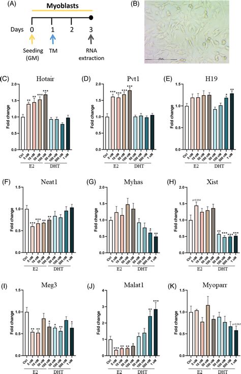 Sex Differences On Constitutive Long Non‐coding Rna Expression