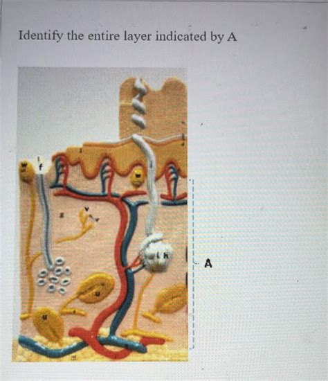 Solved Identify The Entire Layer Indicated By A Chegg
