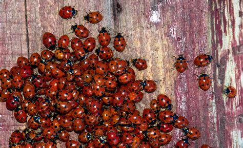 Bug Control Sealing Boxelder Bugs And Lady Beetles Out Abc Humane Wildlife Control And Prevention