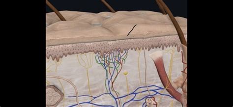 Lab 1 Integumentary System Flashcards Quizlet