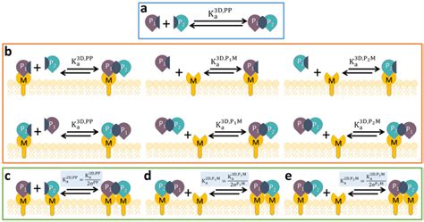 Quantifying How Protein Binding Partners In Solution Can Increase Download Scientific Diagram