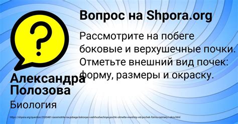 Рассмотрите на побеге боковые и верхушечные почки. Отметьте внешний вид ...
