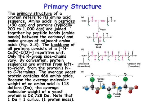 Ppt Chap 3 Protein Structure And Function Powerpoint Presentation Id