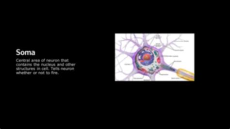 SOLUTION Neuron Science Studypool