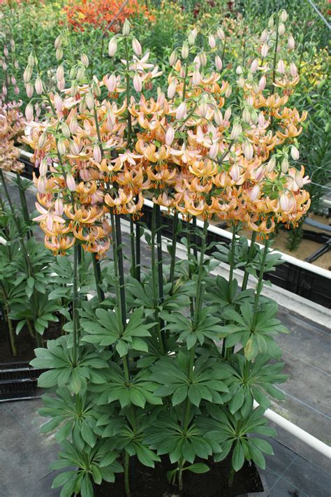 Guinea Gold - lily bulb