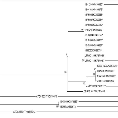 The Maximum Likelihood Tree Of C Nivariensis And C Bracarensis With