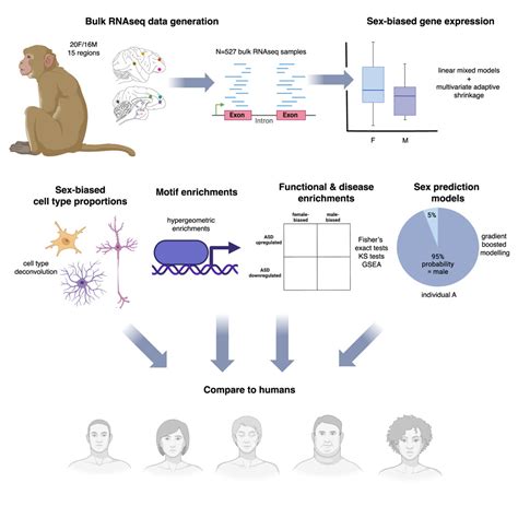 Evolutionary And Biomedical Implications Of Sex Differences In The