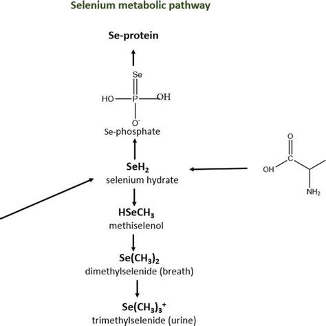 Schematic Representation Of The Main Selenium Metabolic Pathways In Download Scientific Diagram