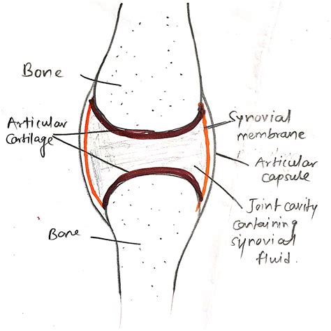 Solved Label An Example Of Each Of The Following Structural Joint