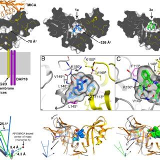 Inhibitor Bound NKG D Structures Revealed A Cryptic Pocket At The Download Scientific Diagram