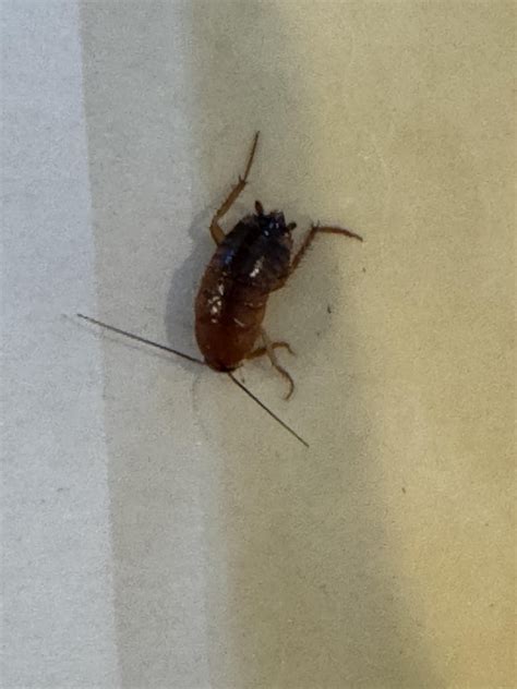 What Type Of Cockroach Is This Location San Francisco Ca Rcockroaches