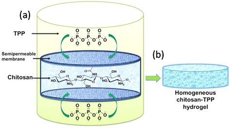 Molecules Free Full Text Ionotropic Gelation Of Chitosan Flat