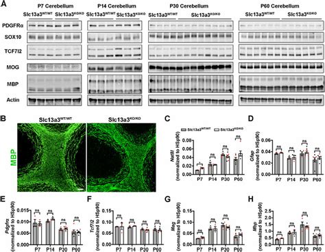 Constitutive Slc13a3 Ko Ko Does Not Alter Expression Levels Of Myelin