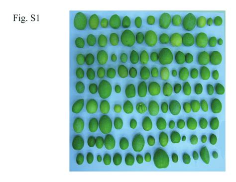 Pdf Development Of A Large Set Of Snp Markers For Assessing Phylogenetic Relationships Between
