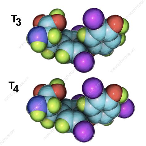 Triiodothyronine And Thyroxine Hormone Molecular Models Stock Image