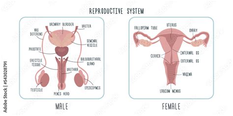 Structure Of Male And Female Genital Organs Anatomy Of Penis And Vagina Sex Education