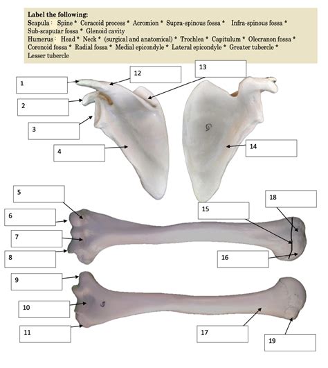 Solved Label the following: Scapula : Spine * Coracoid | Chegg.com