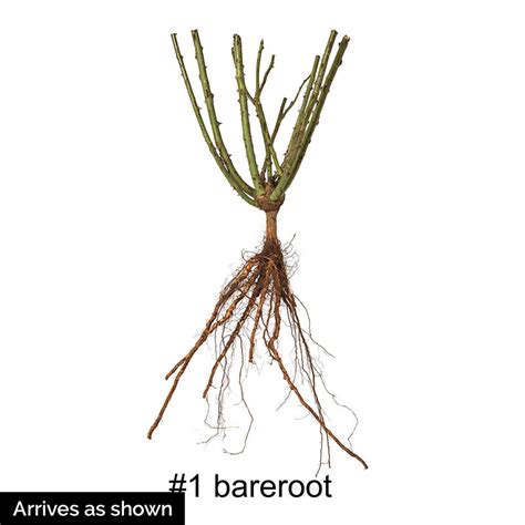 Anna S Promise Grandiflora Rose Downton Abbey Rose Spring Hill