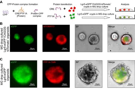 9 Cell Penetrating Peptides Cpp Mediated Protein Transfection Of Download Scientific Diagram
