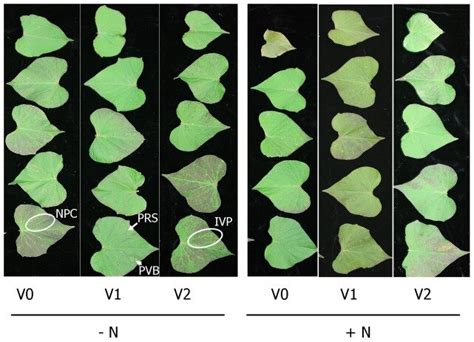 All Expanded Leaves Originating From Nodes Above The Substrate Surface Download Scientific