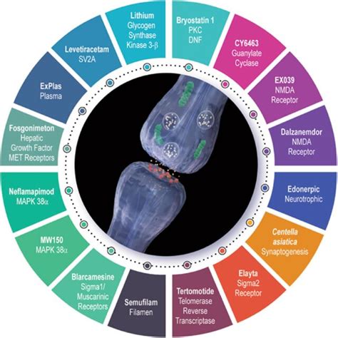 Synaptic Plasticityrelated Drugs And The Targets Of Agents Currently In Download Scientific