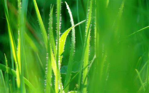 Green Linear Grass Hd Wallpaper Wallpaper Flare