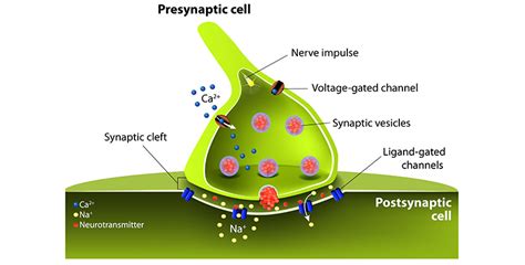 Neurotransmitter Testing Hormone Replacement Therapy Erectile