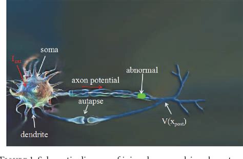 Figure 1 From Formation Of Autapse Connected To Neuron And Its Biological Function Semantic
