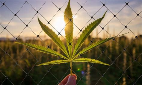 How Trellis Netting Revolutionizes Plant Support ｜ Eyouagro