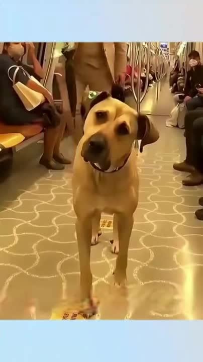 Siddharth S Mishra On Linkedin Only Honest Species In The World