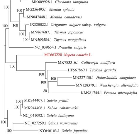 Phylogenetic Tree Plotting Using Maximum Likelihood Ml Method Based