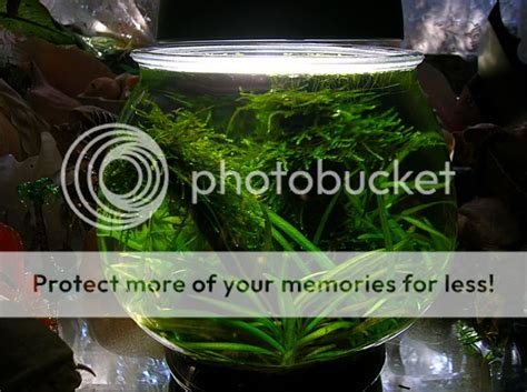 List Low Tech Mini Nano Pico Planted Tanks 50