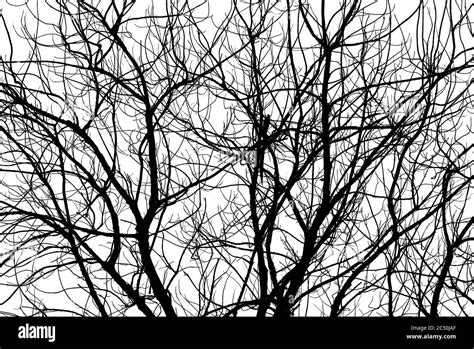 Tree Branches Outline Of Branches Is An Abstract Background Stock Photo Alamy