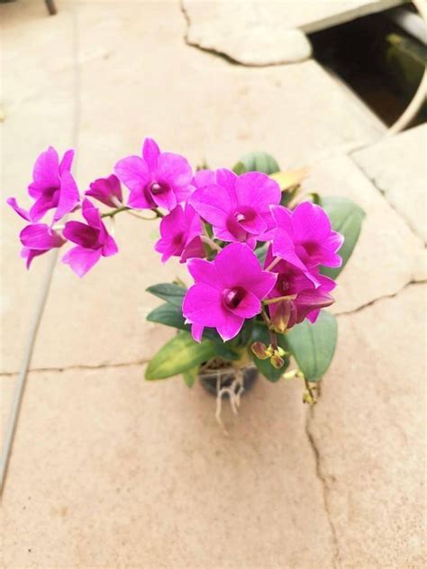 Mini Dendrobium Orchid Flowering Plants • Teo Joo Guan