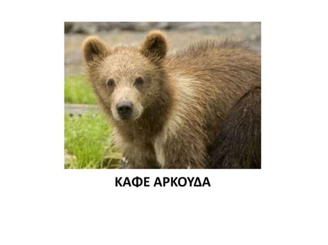 χλωριδα και πανιδα της αμερικης Pptx