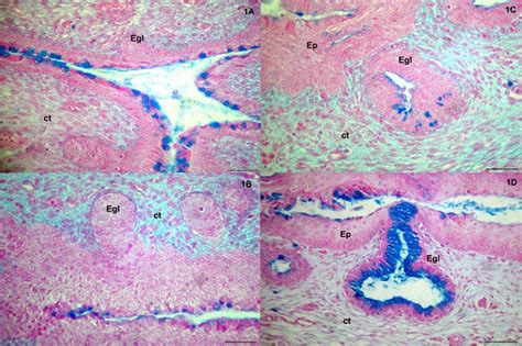 Histochemical Characteristics Of Esophagus At Different Development Download Scientific Diagram