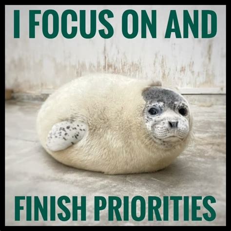 Pin By Odio A Shelly On Focas🍇🫦 Cute Seals Funny Seals Silly Animals