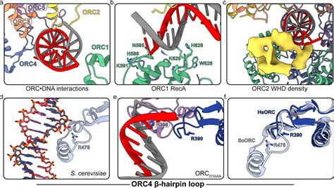 Figures And Data In The Dynamic Nature Of The Human Origin Recognition