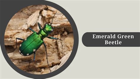21 Types Of Green Flying Insects Identification With Pictures