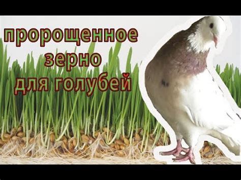 Пророщенное зерно, витамины для ГОЛУБЕЙ и ДРУГИХ ПТИЦ - YouTube