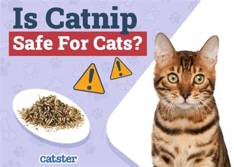 Is Catnip Safe For Cats Vet Reviewed Facts And Faq Catster