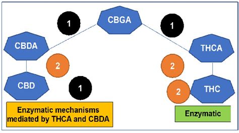 Synthesis Of Different Phytocannabinoids CBD And THC From Their Main Download Scientific