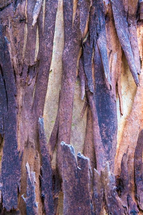 Eucalyptus Tree Bark Texture Stock Image Image Of Green Backdrop