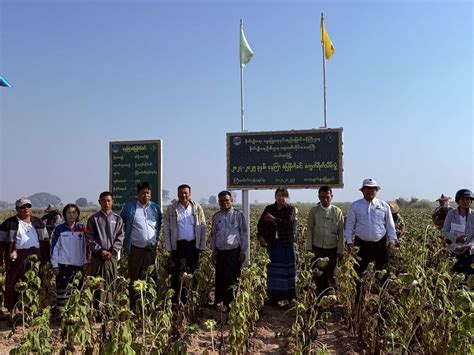 လေးမျက်နှာမြို့နယ်တွင် ဆီထွက်သီးနှံ ဆောင်းနေကြာစံပြစိုက်ခင်း စံကွက်ရိတ်သိမ်းပွဲကျင်းပ